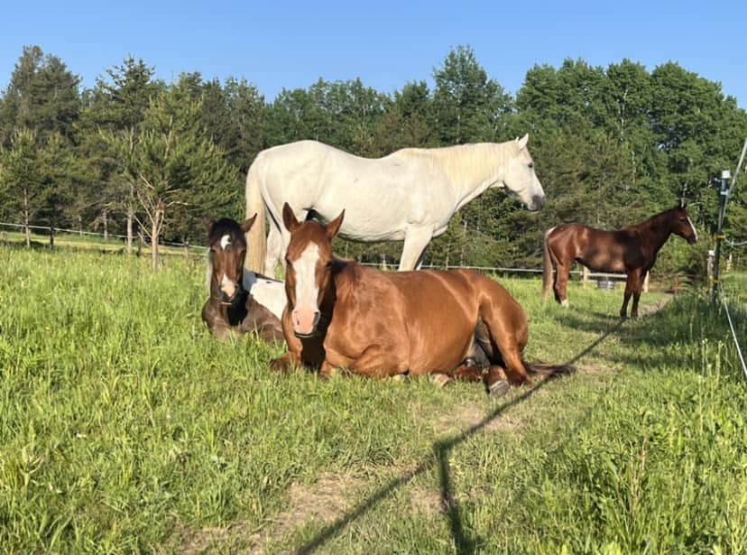 About Us – Jack Pine Stables